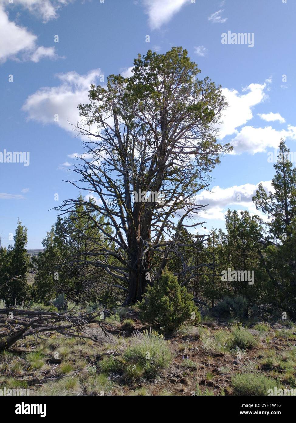 western juniper (Juniperus occidentalis Stock Photo - Alamy