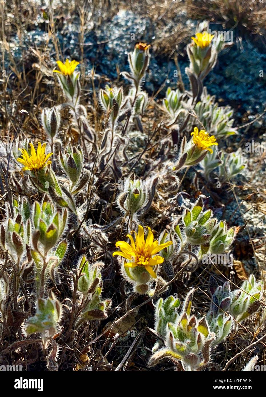 sessileflower false goldenaster (Heterotheca sessiliflora Stock Photo ...