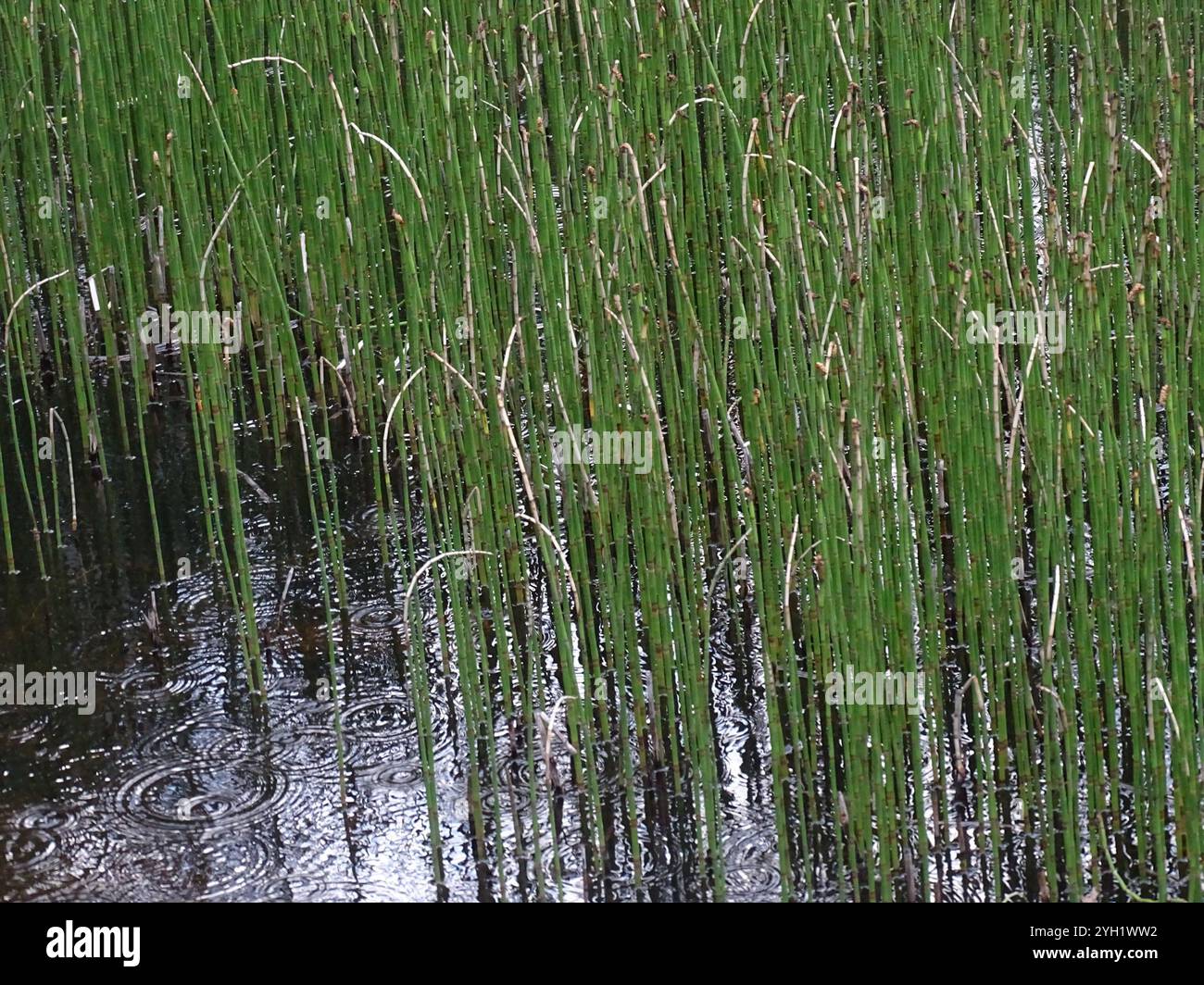 water horsetail (Equisetum fluviatile Stock Photo - Alamy
