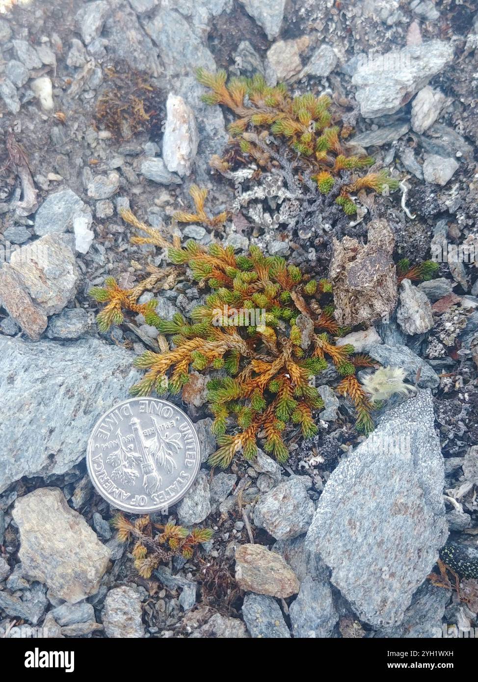 Siberian Spikemoss (Selaginella sibirica Stock Photo - Alamy