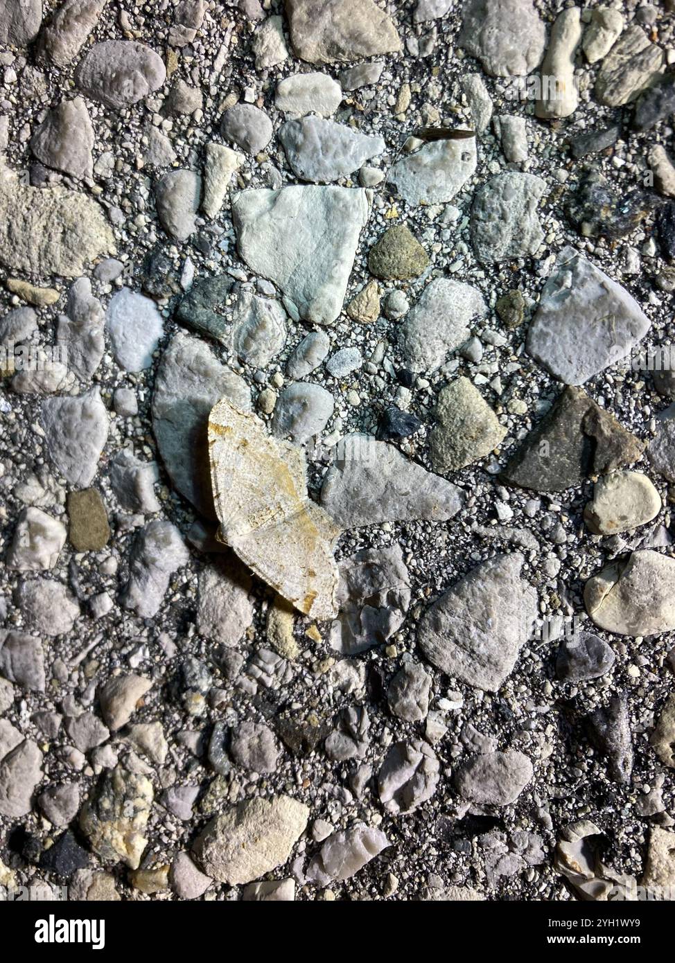 Red-headed Inchworm Moth (Macaria bisignata Stock Photo - Alamy