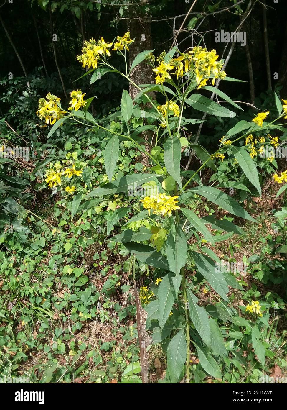 Wingstem (Verbesina alternifolia Stock Photo - Alamy
