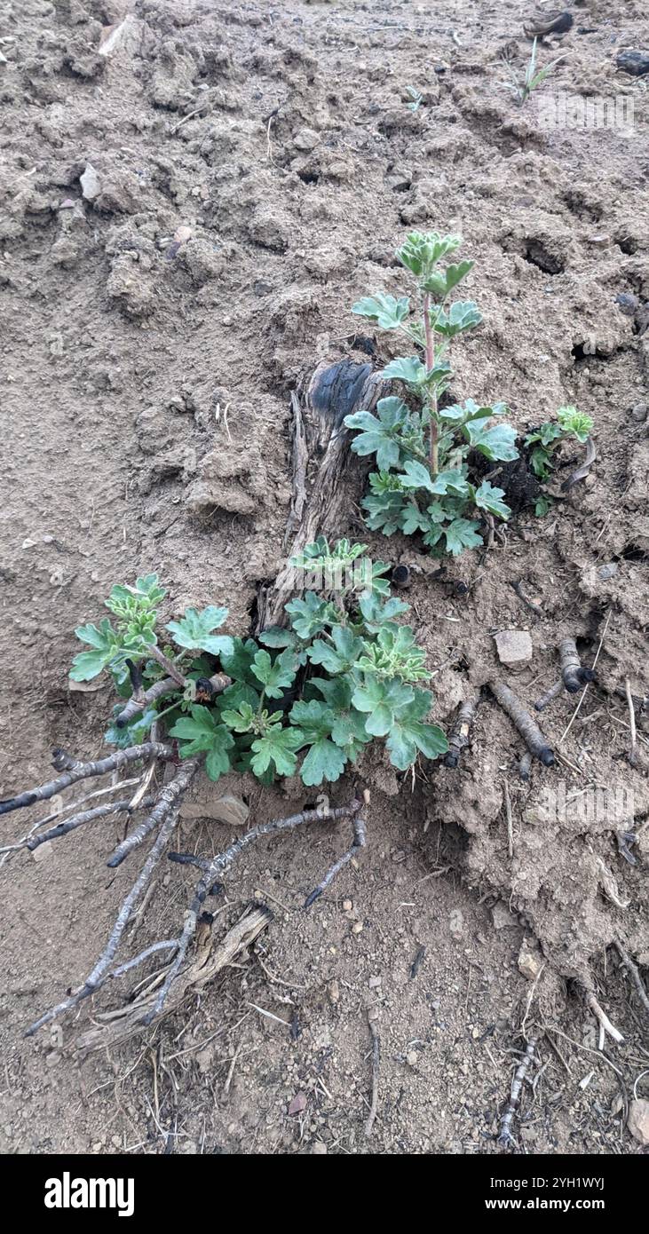 desert gooseberry (Ribes velutinum Stock Photo - Alamy