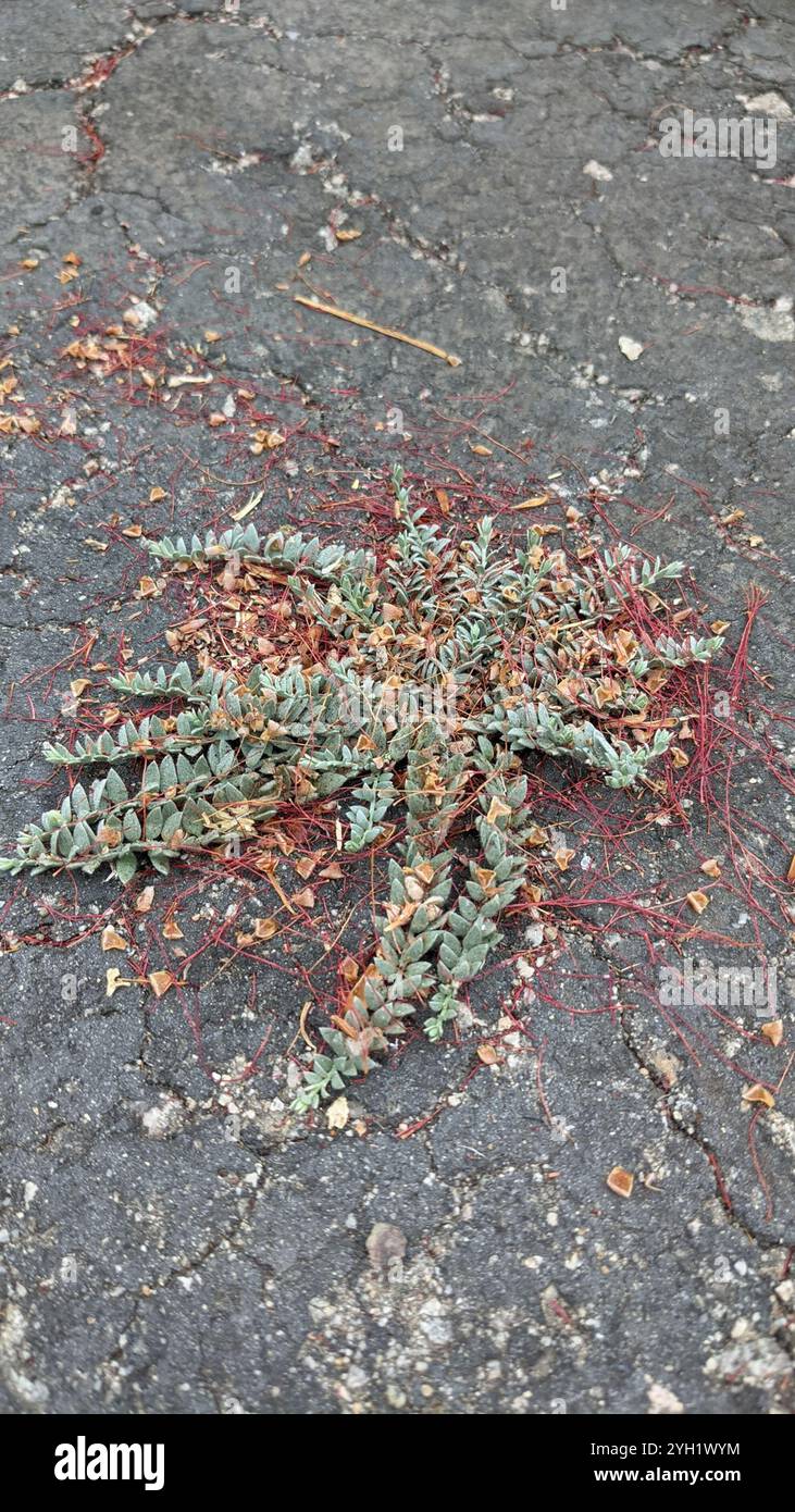 Alkali Weed (Cressa truxillensis Stock Photo - Alamy