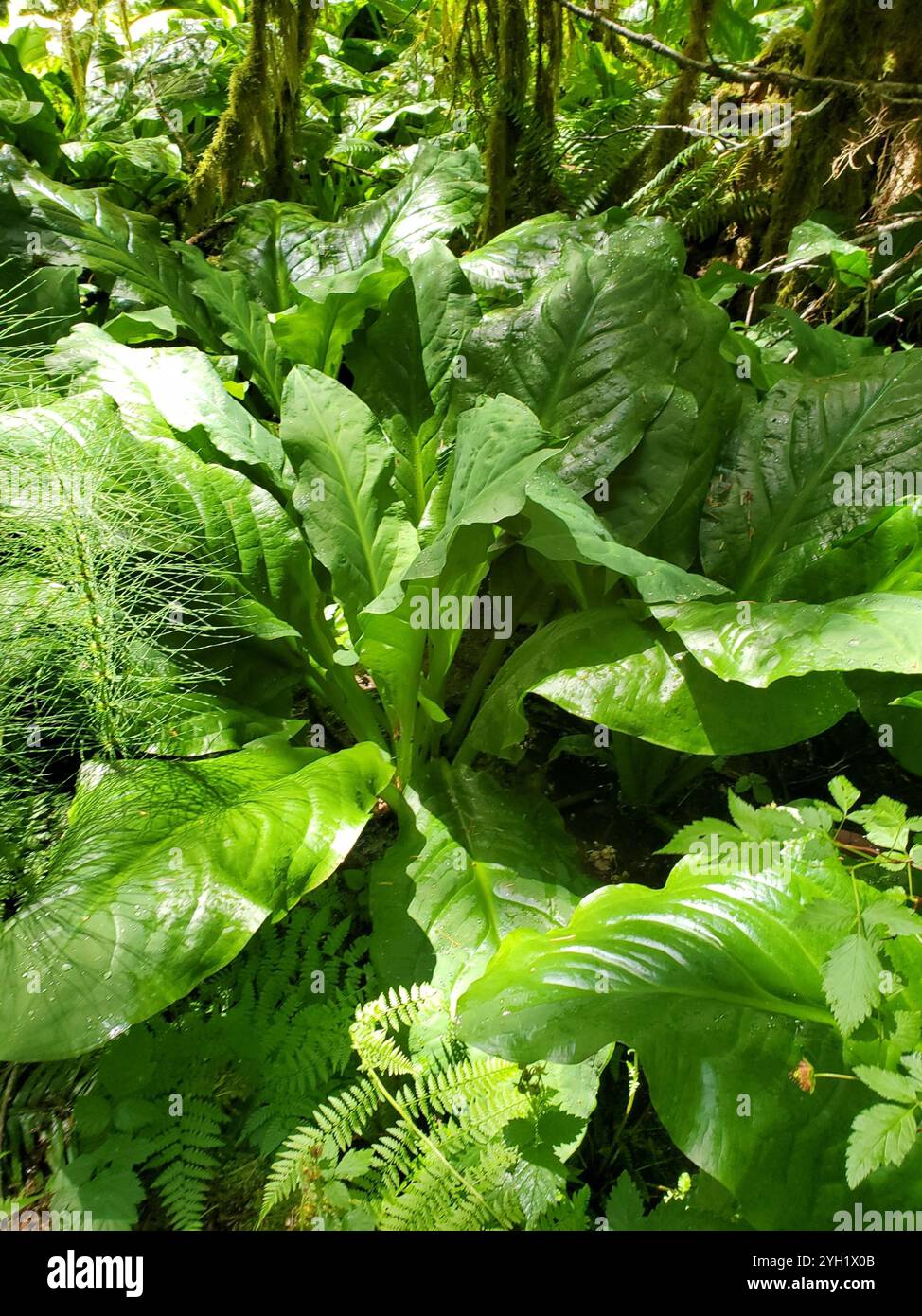 western skunk cabbage (Lysichiton americanus Stock Photo - Alamy