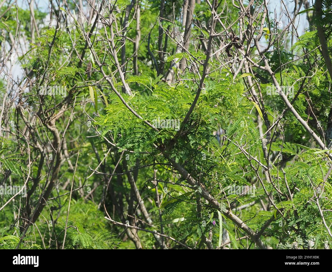 White leadtree (Leucaena leucocephala Stock Photo - Alamy