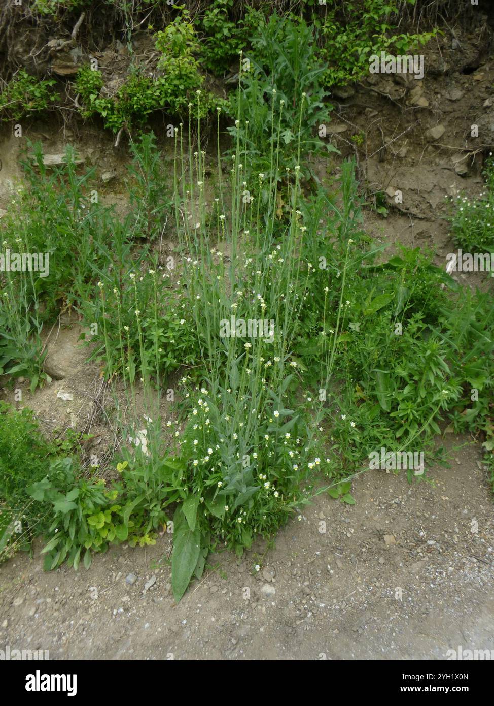 Tower Mustard (Turritis glabra Stock Photo - Alamy