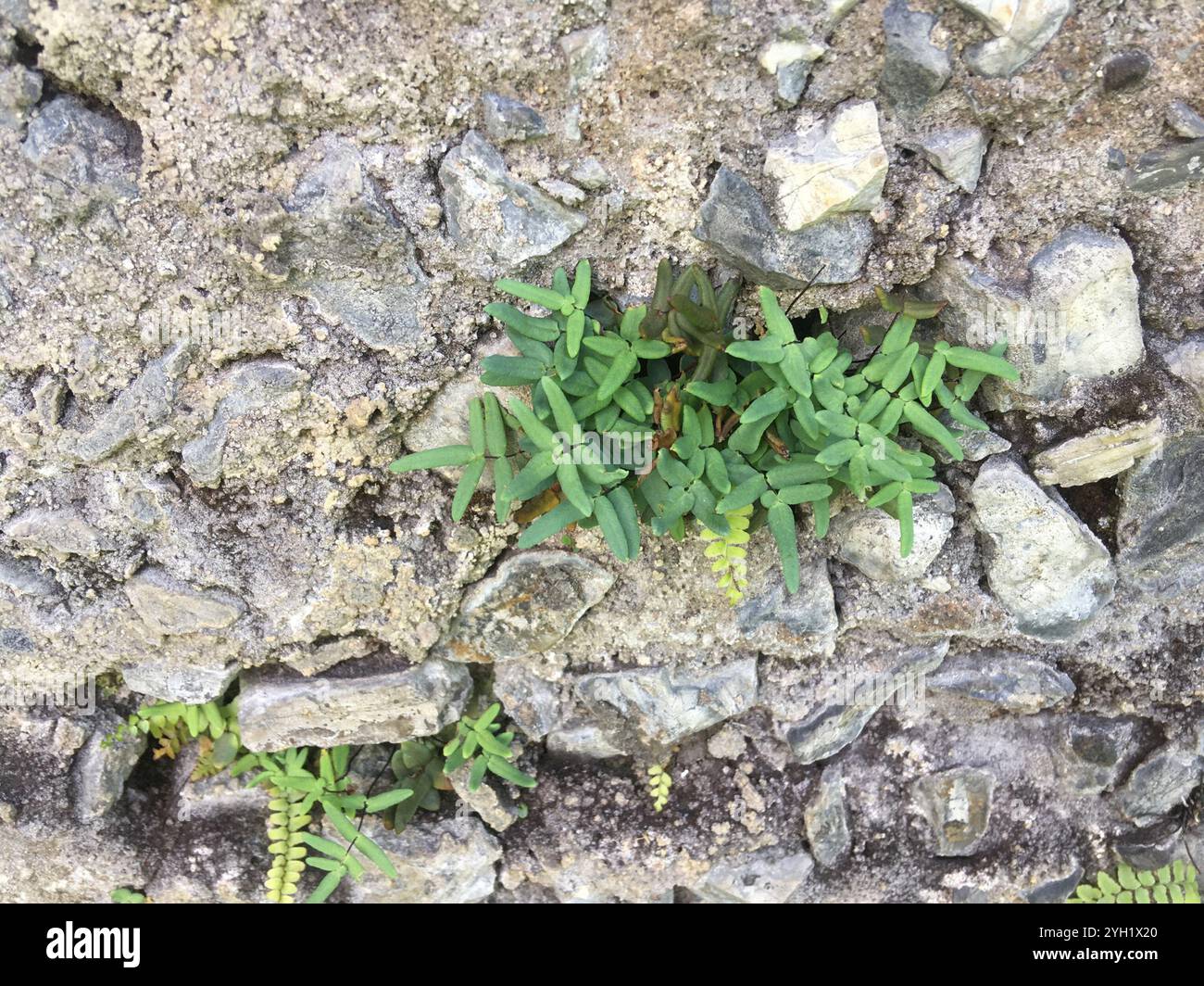 smooth cliffbrake (Pellaea glabella Stock Photo - Alamy