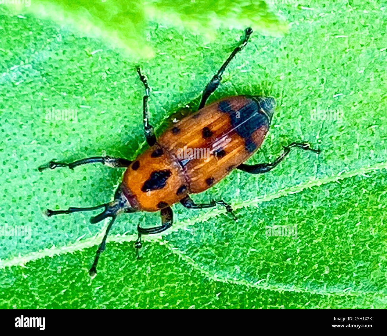Cocklebur weevil rhodobaenus quinquepunctatus hi-res stock photography ...