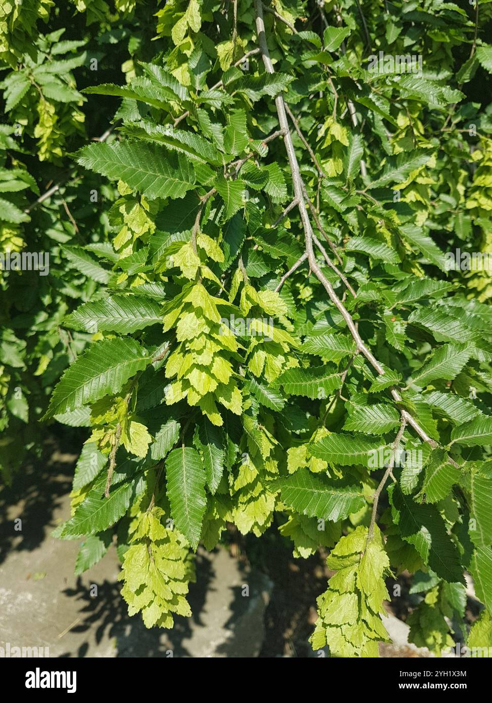 Eastern Hornbeam (Carpinus orientalis Stock Photo - Alamy