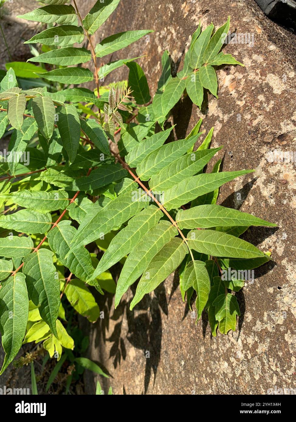 tree-of-heaven (Ailanthus altissima Stock Photo - Alamy