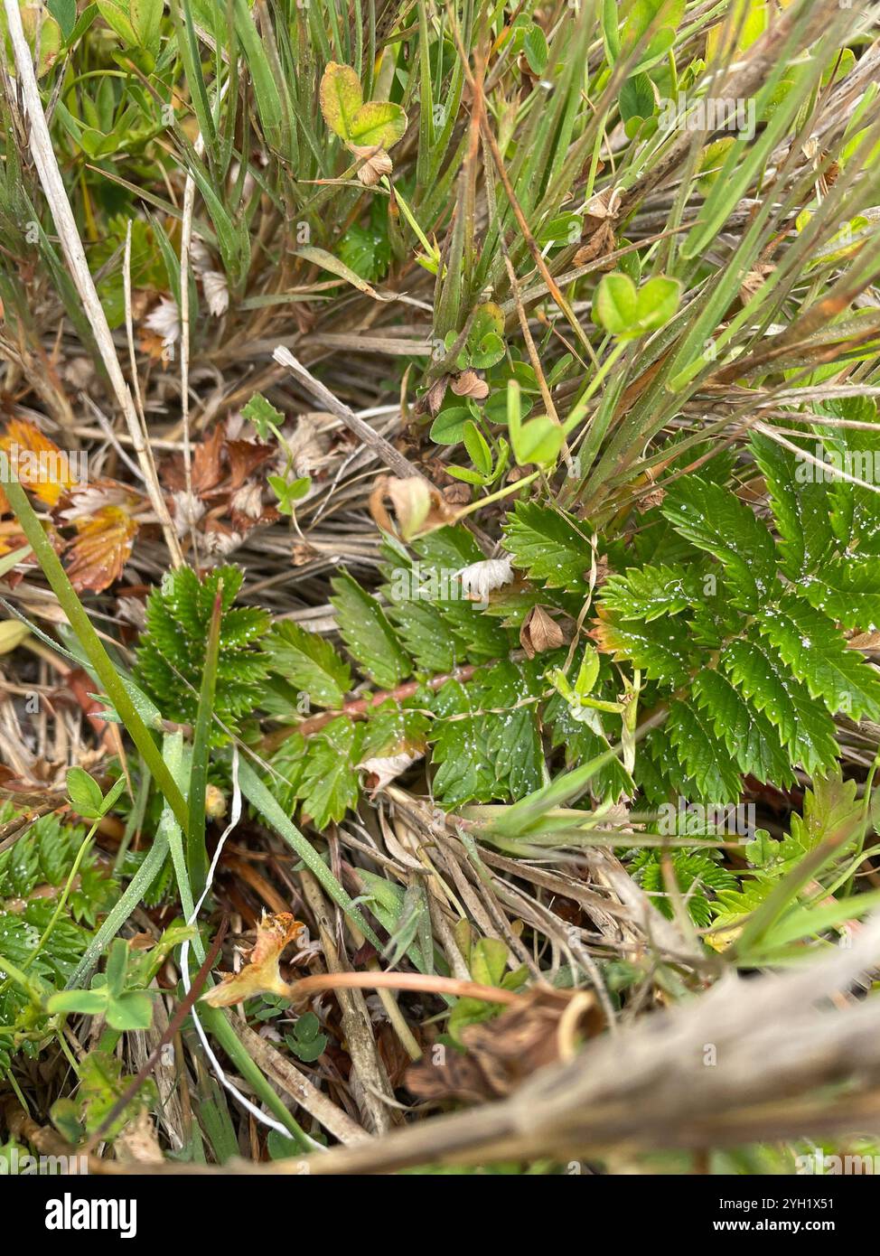 Pacific silverweed (Argentina pacifica Stock Photo - Alamy