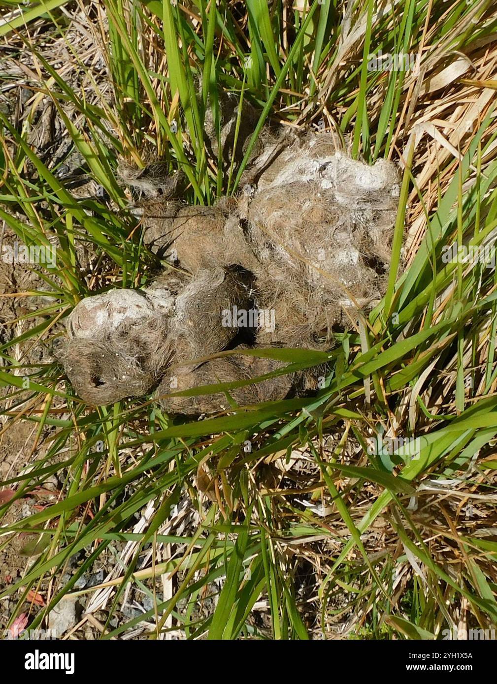 Italian Wolf (Canis lupus italicus Stock Photo - Alamy