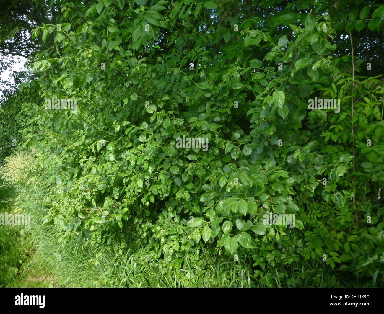 common buckthorn (Rhamnus cathartica Stock Photo - Alamy