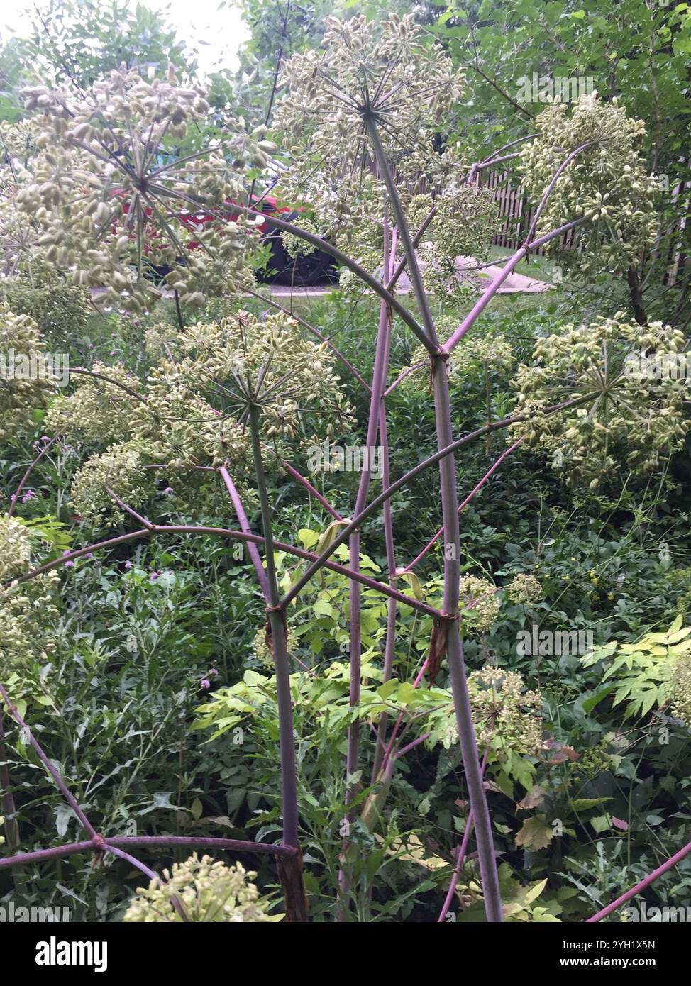 purple-stemmed angelica (Angelica atropurpurea Stock Photo - Alamy