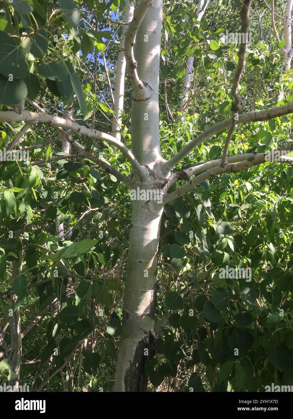 trembling aspen (Populus tremuloides Stock Photo - Alamy