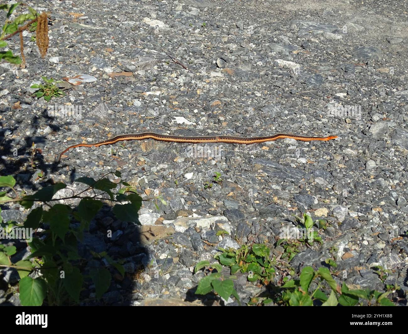 Red-sided Garter Snake (Thamnophis sirtalis parietalis Stock Photo - Alamy