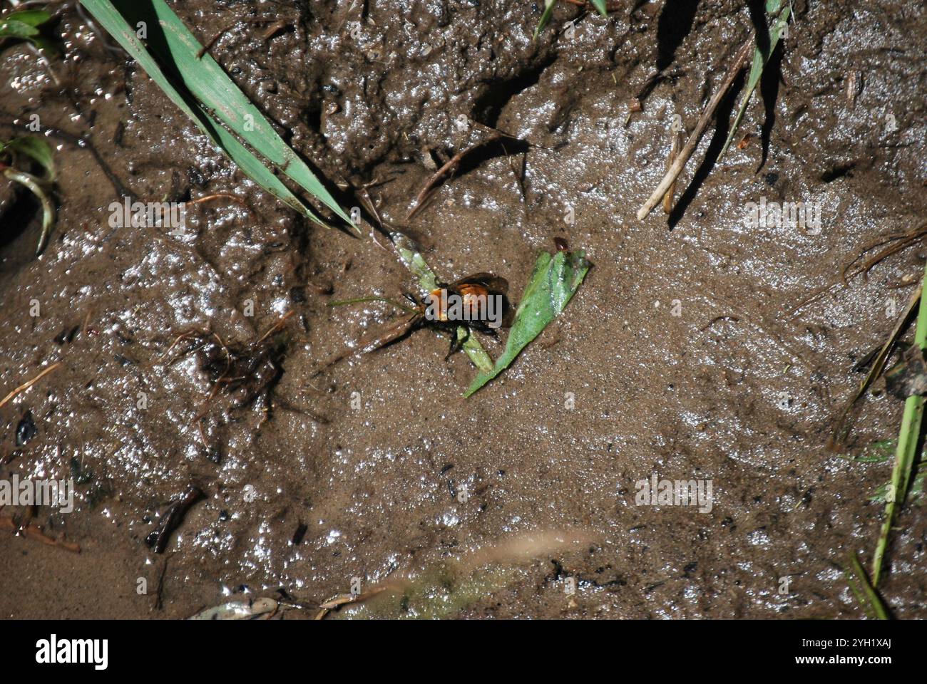 Bumblebee-like Digger Bee (Anthophora bomboides Stock Photo - Alamy