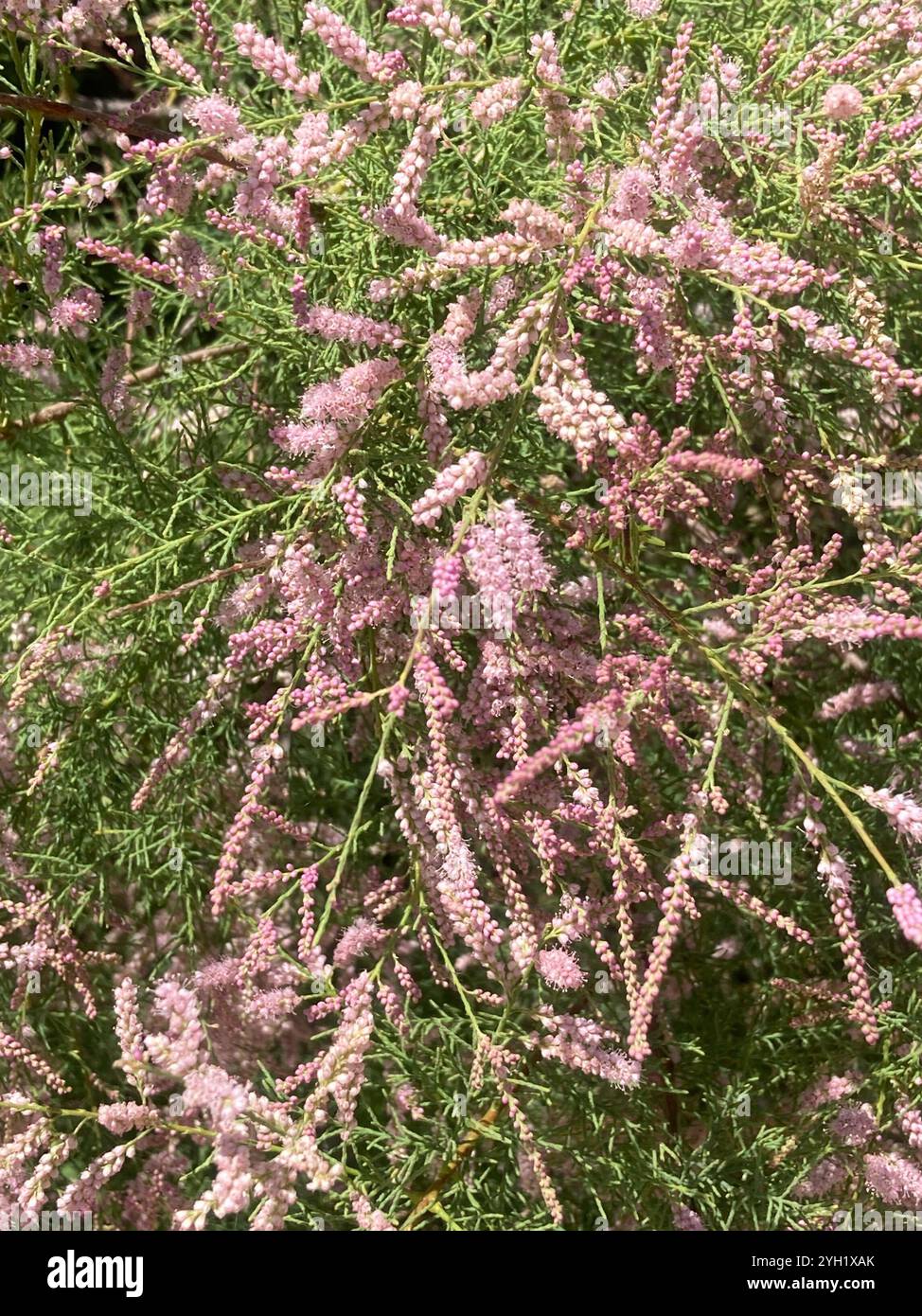 Saltcedar hi-res stock photography and images - Alamy
