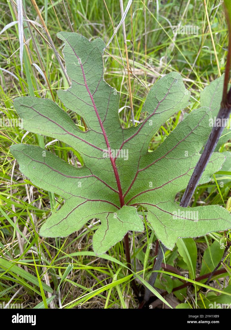 Kidney-leaf Rosinweed (Silphium compositum Stock Photo - Alamy