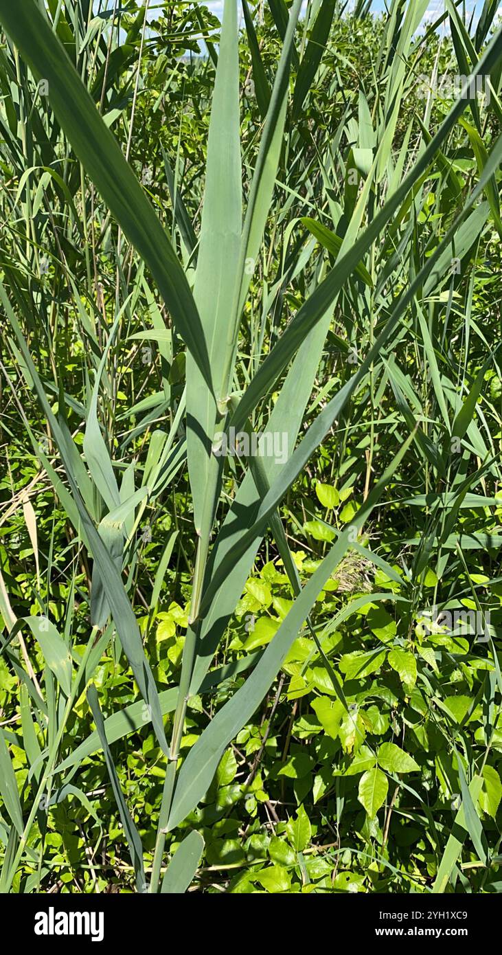common reed (Phragmites australis Stock Photo - Alamy