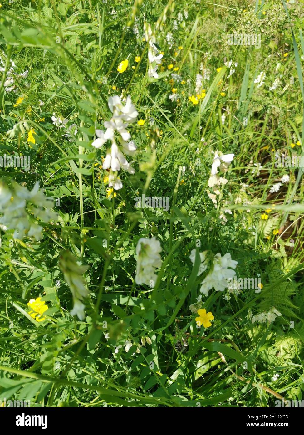 Wood Vetch (Vicia sylvatica Stock Photo - Alamy