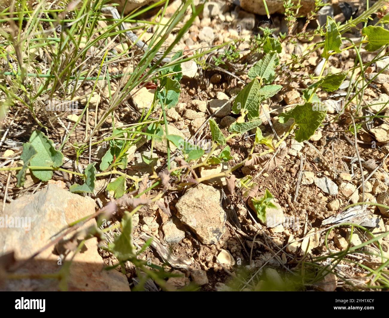 Spanish Birthwort (Aristolochia pistolochia Stock Photo - Alamy