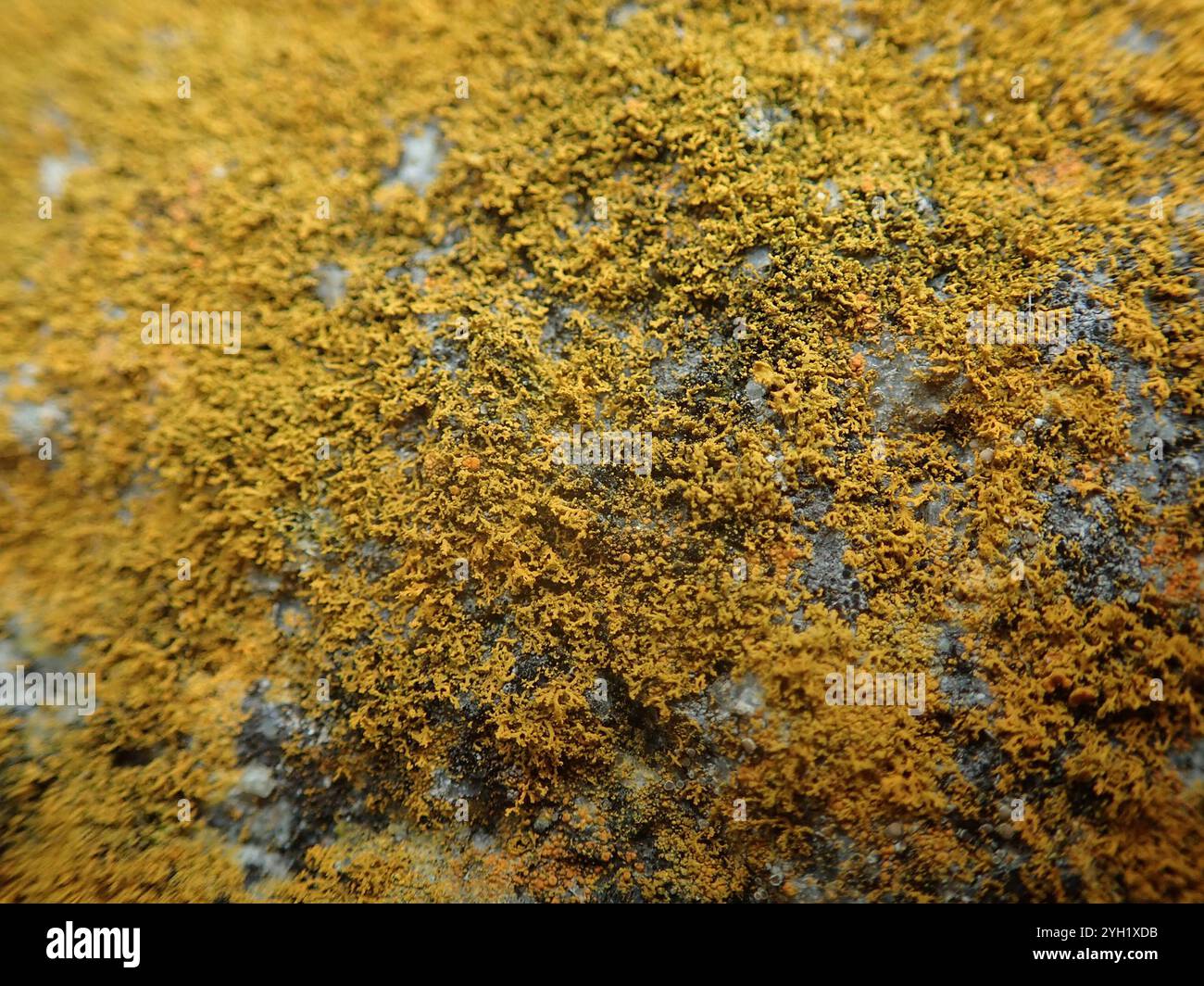 Shrubby Sunburst Lichen (Polycauliona candelaria Stock Photo - Alamy