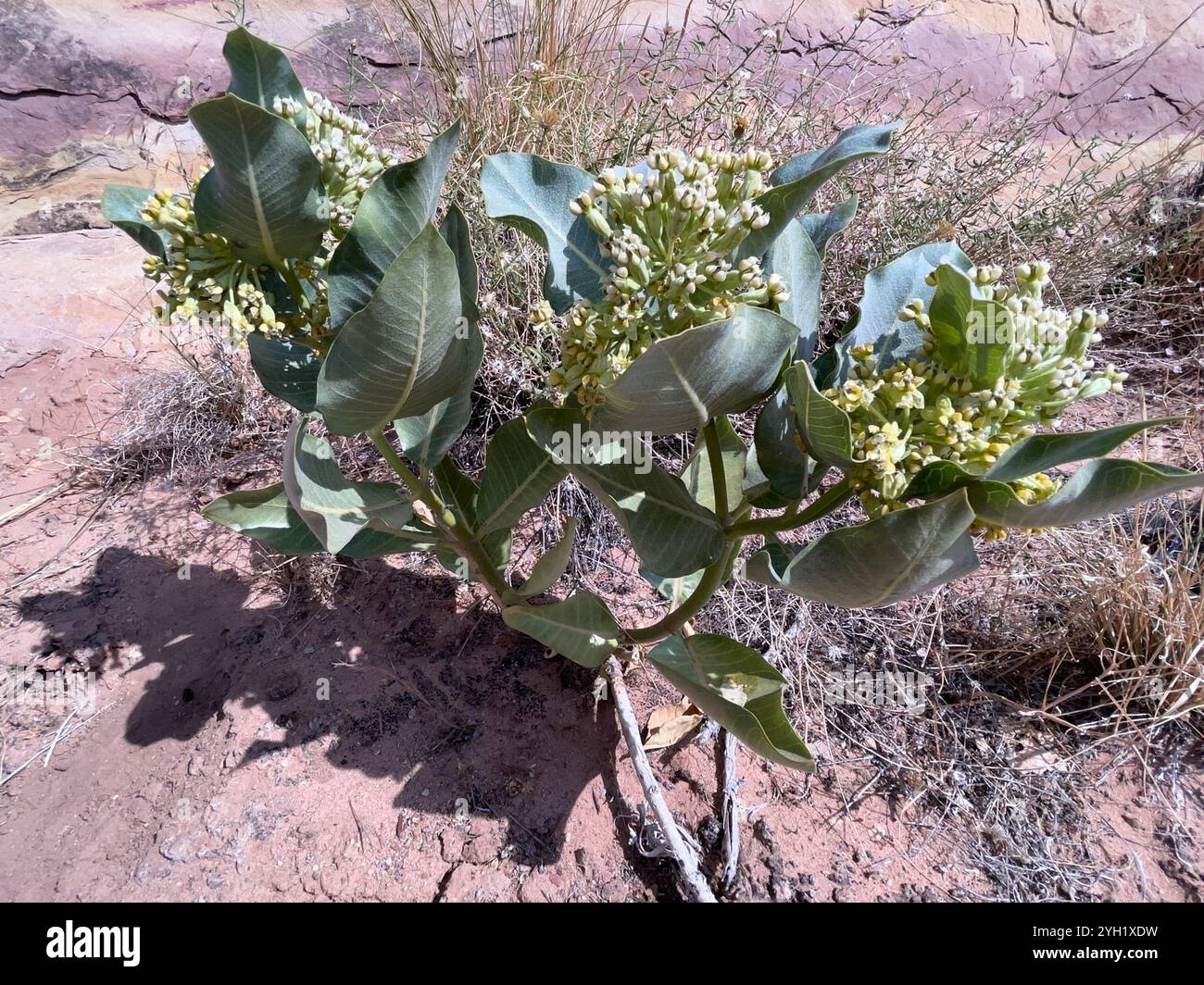 broadleaf milkweed (Asclepias latifolia Stock Photo - Alamy