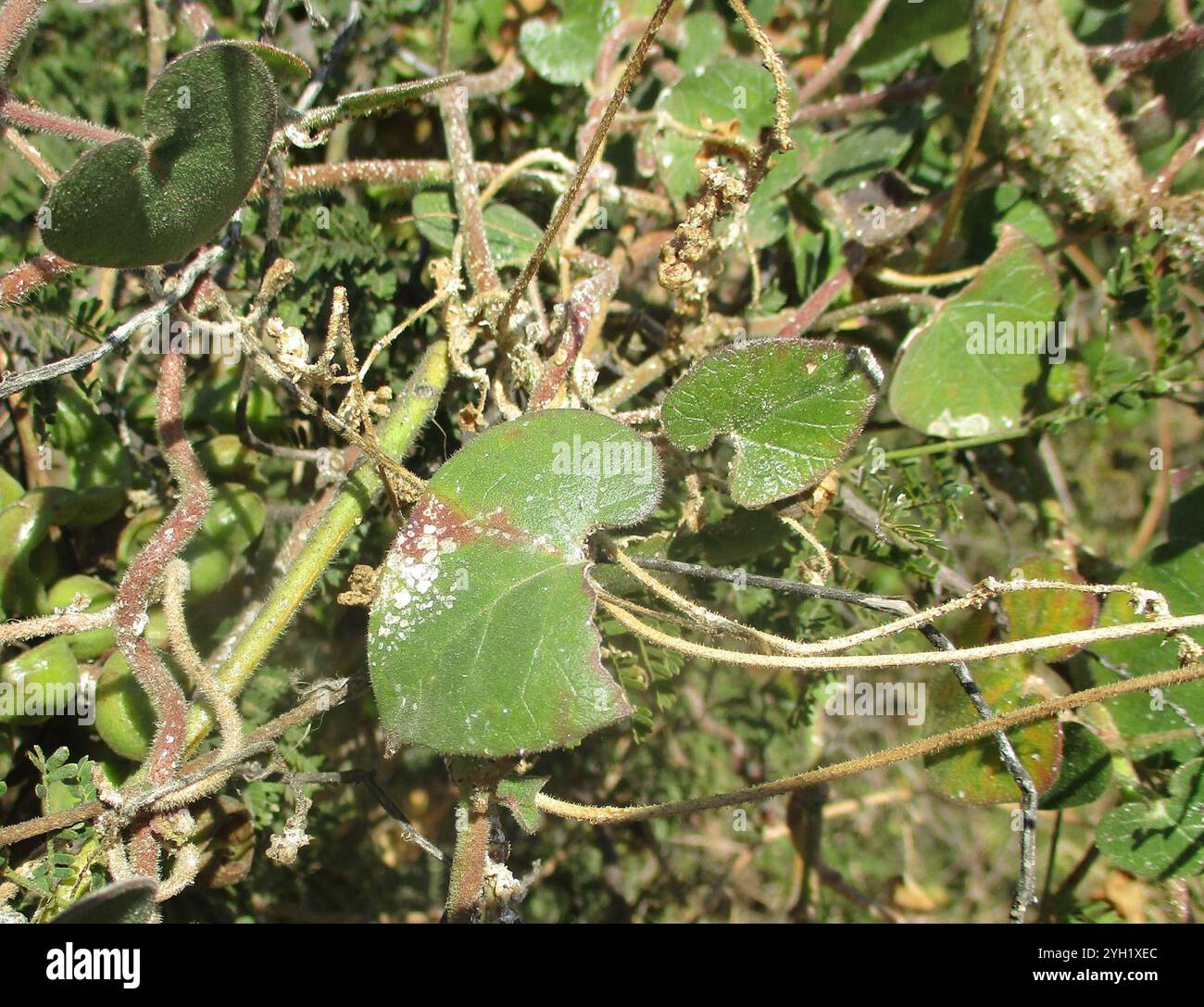 Pergularia daemia hi-res stock photography and images - Alamy