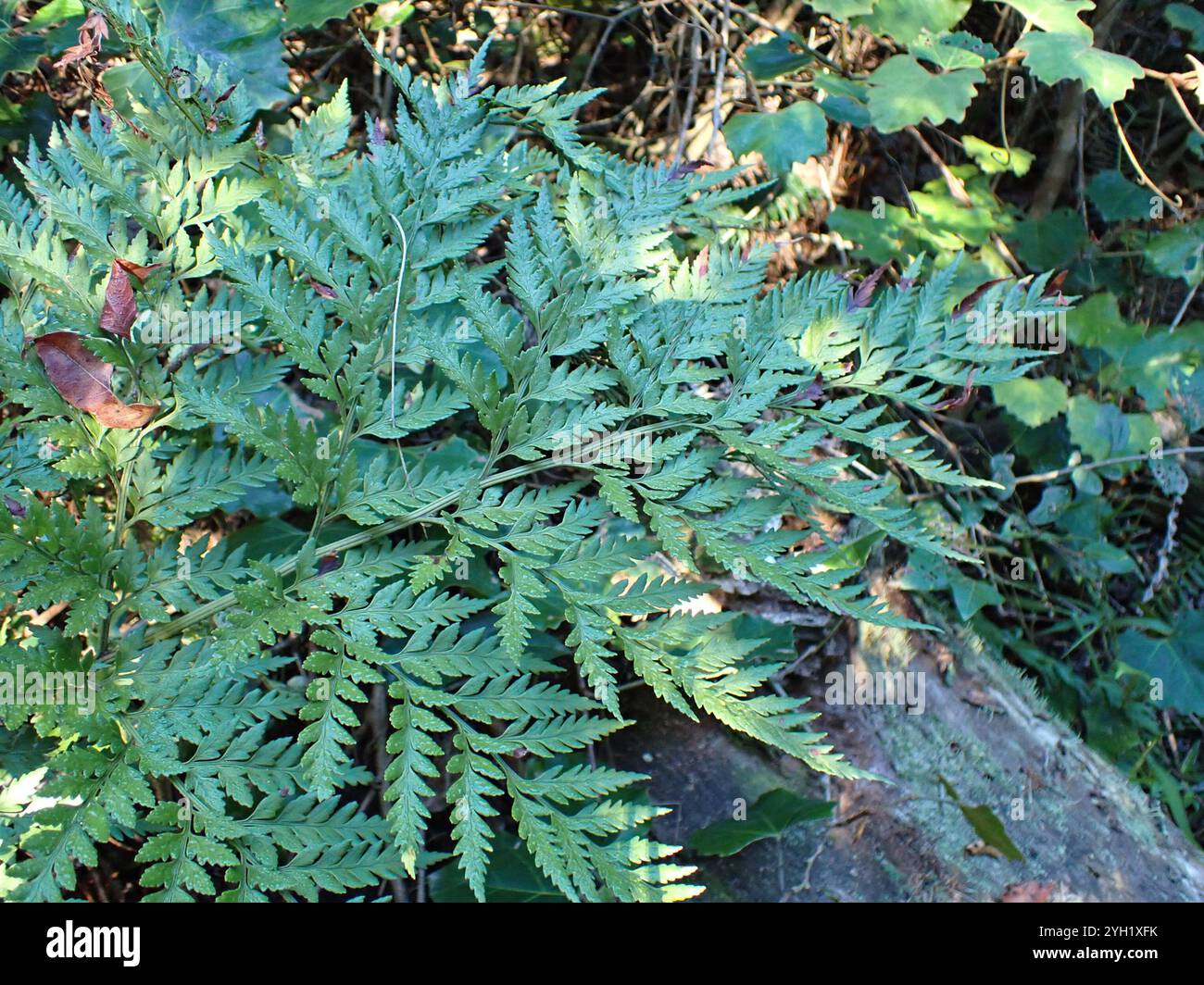 leatherleaf fern (Rumohra adiantiformis Stock Photo - Alamy