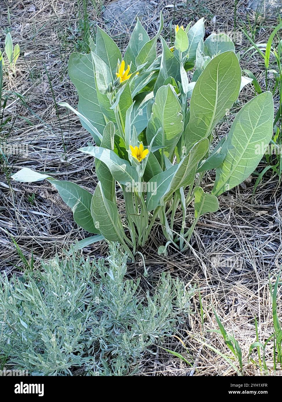 Wyethia mollis hi-res stock photography and images - Alamy