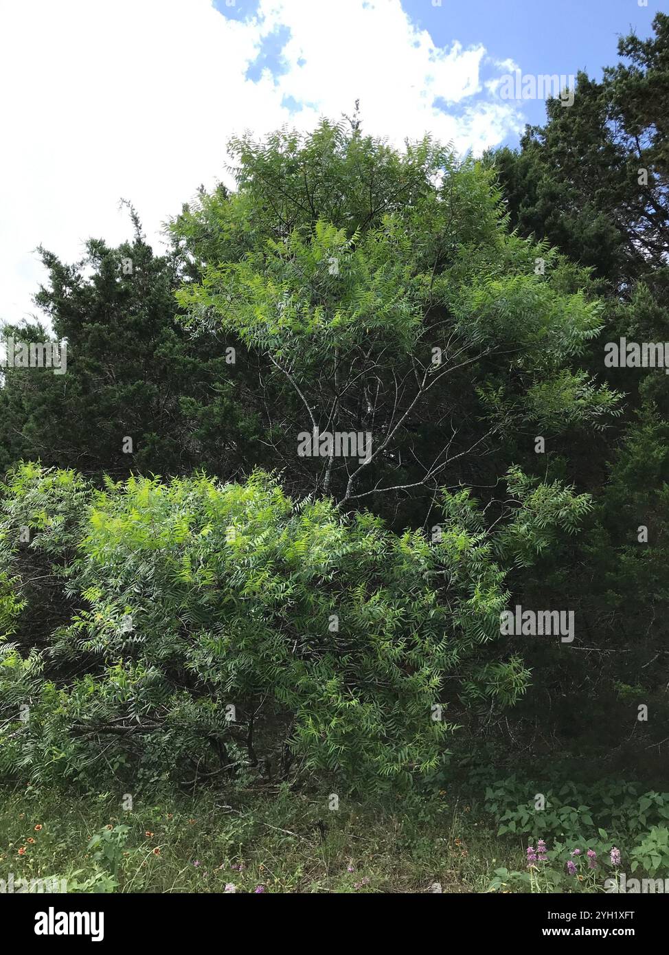 Prairie flameleaf sumac (Rhus lanceolata Stock Photo - Alamy