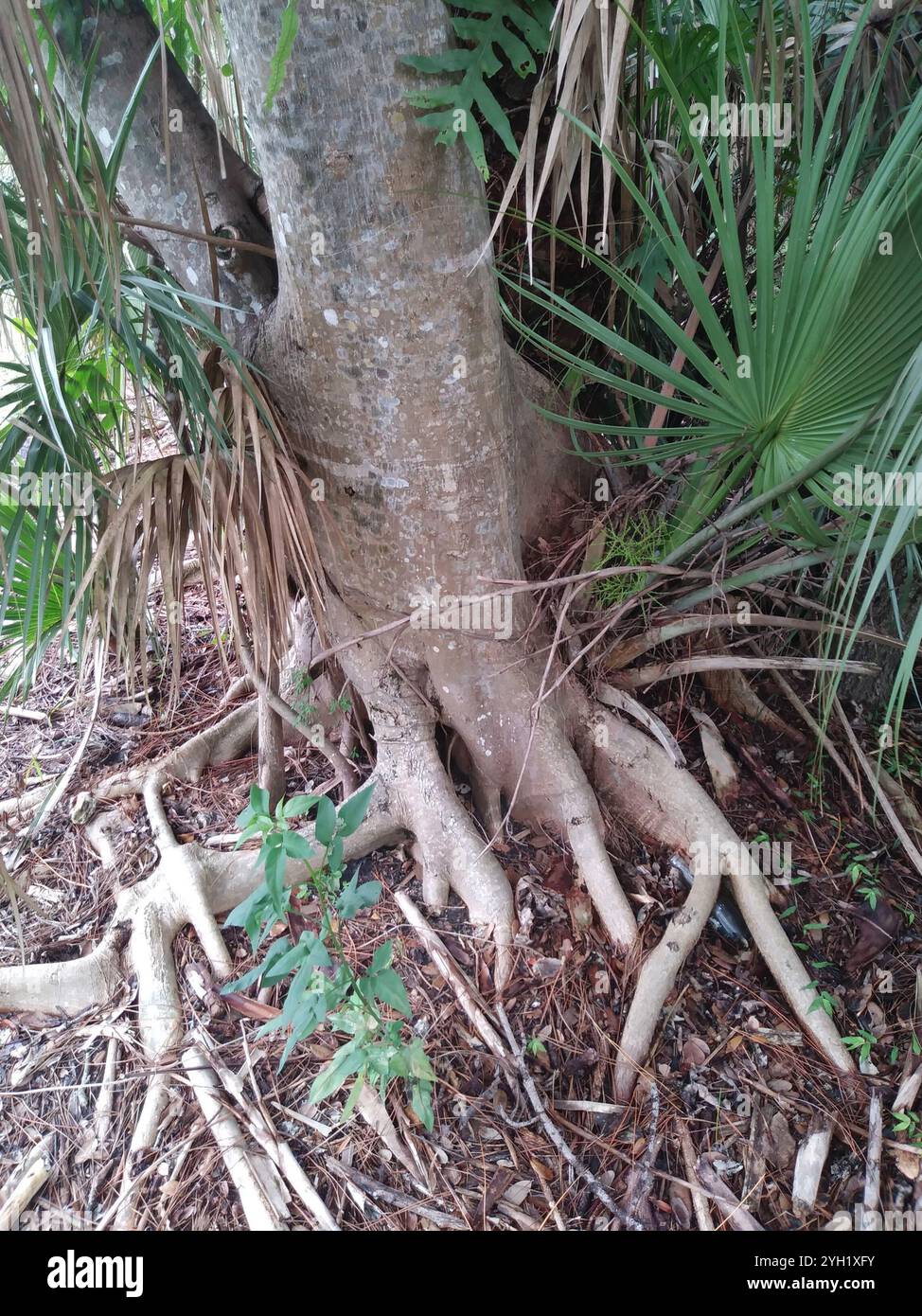 Florida Strangler Fig (Ficus aurea Stock Photo - Alamy