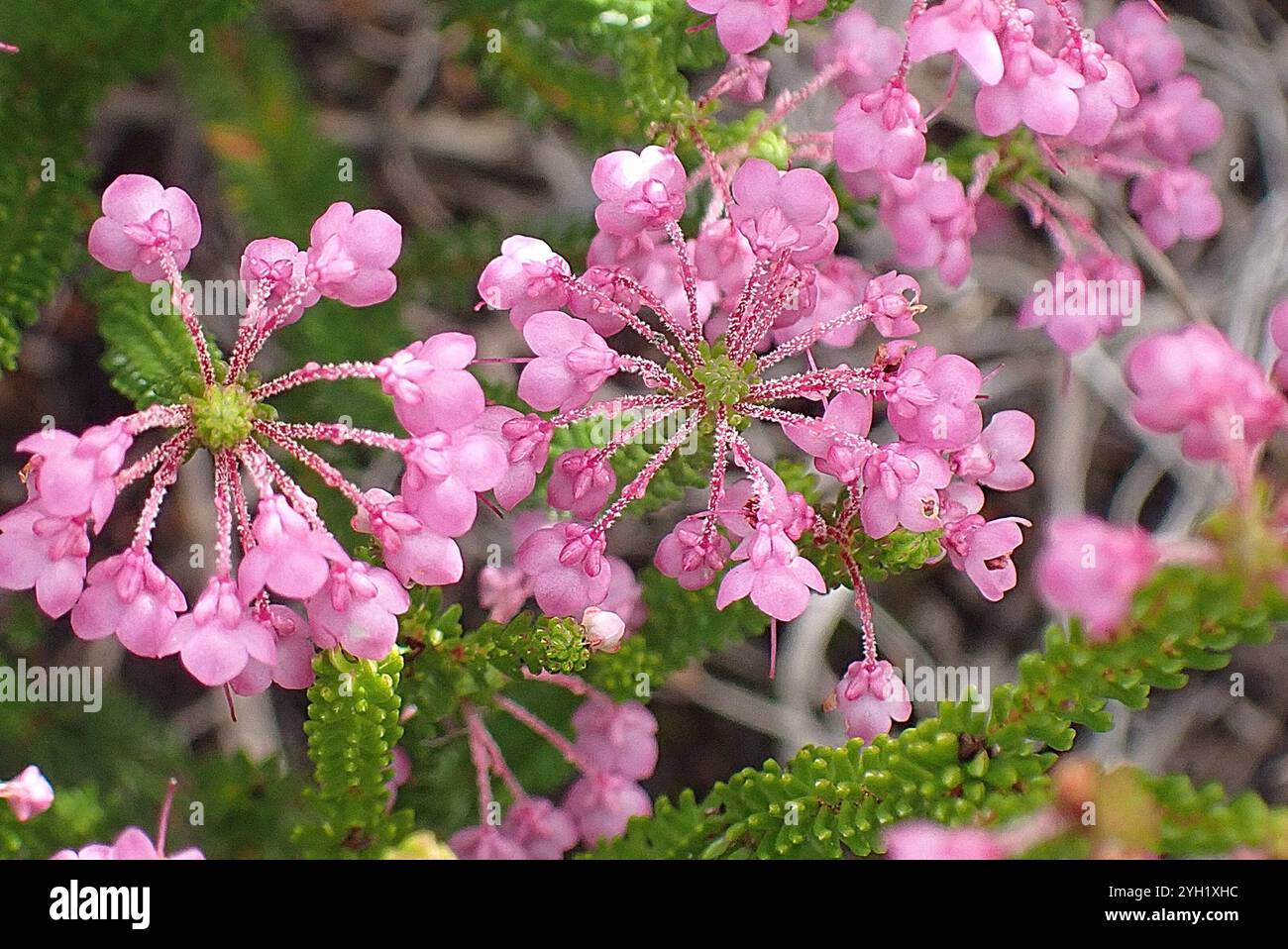 Graffiti Heath (Erica seriphiifolia Stock Photo - Alamy