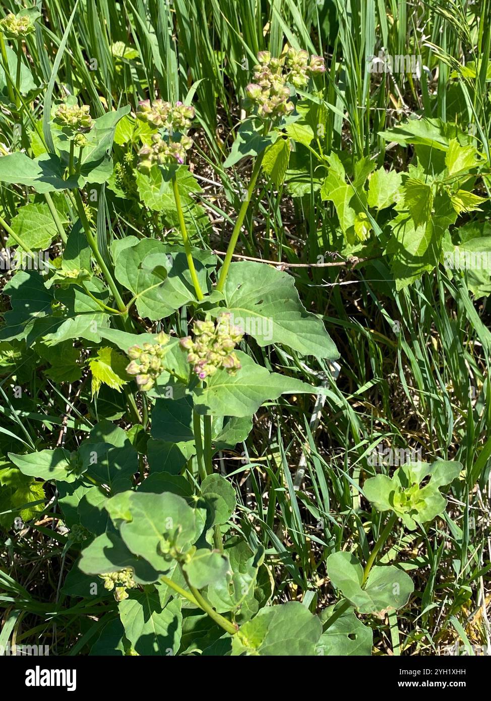 Wild Four o'Clock (Mirabilis nyctaginea Stock Photo - Alamy