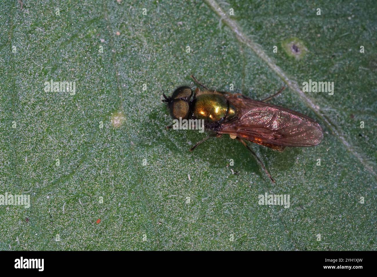 Broad Centurion Fly (Chloromyia formosa Stock Photo - Alamy