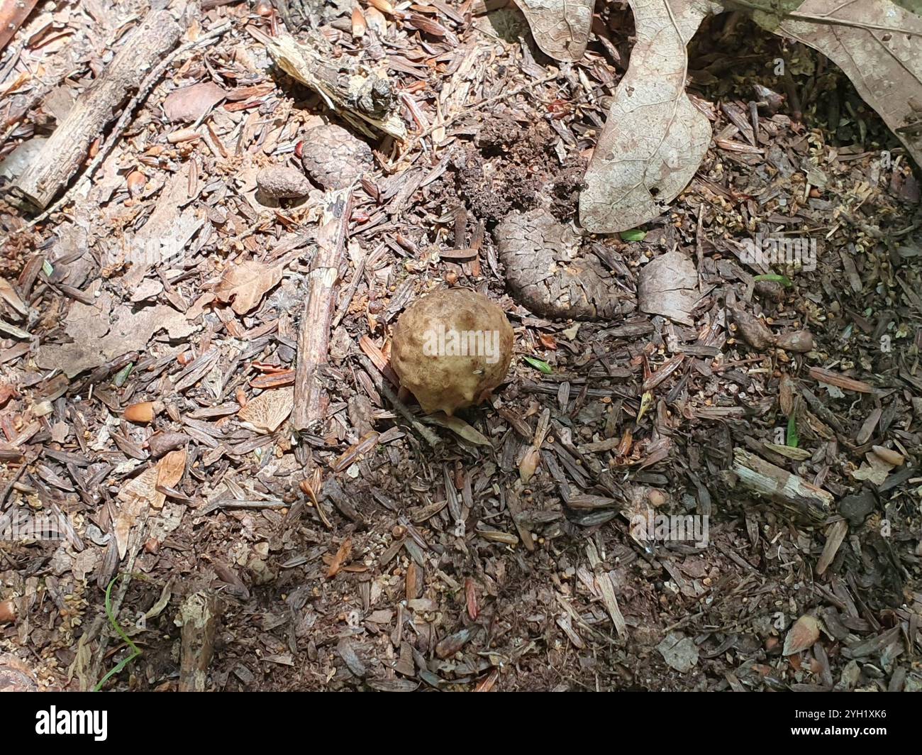 Spongy Oak Apple Gall Wasp (Amphibolips confluenta Stock Photo - Alamy