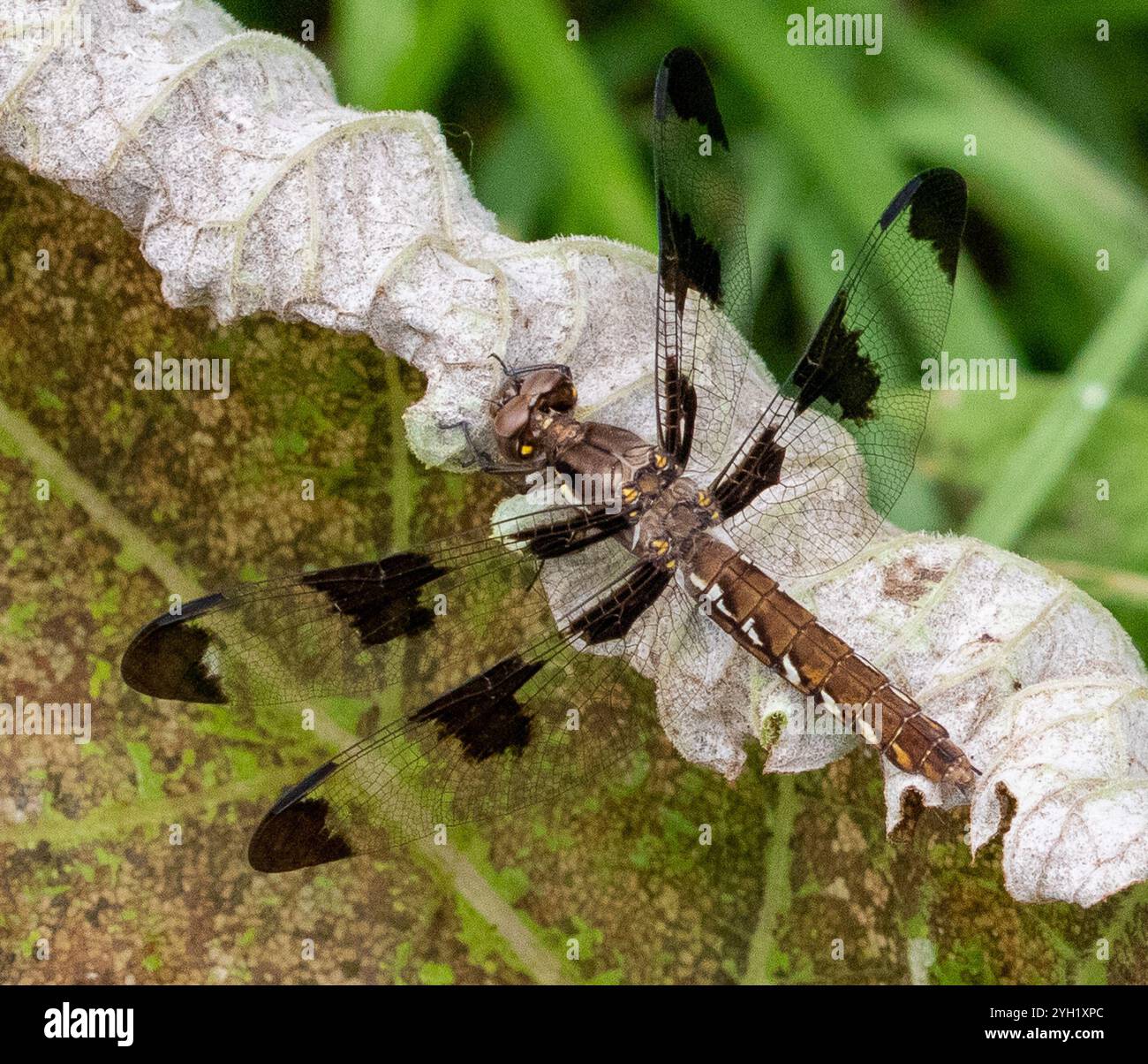Common Whitetail (Plathemis lydia Stock Photo - Alamy