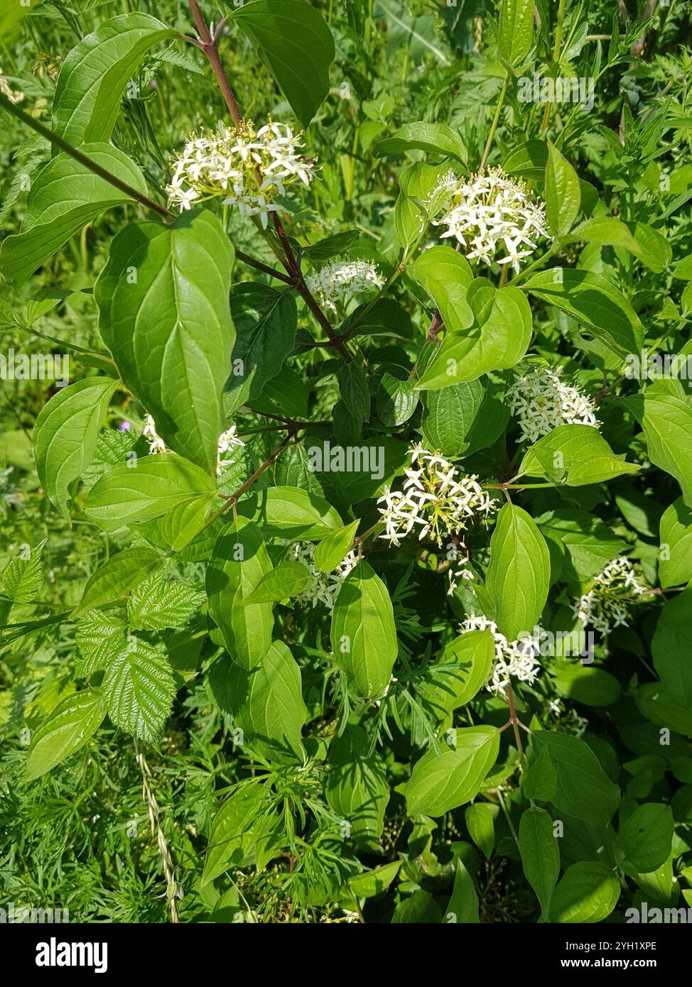 common dogwood (Cornus sanguinea Stock Photo - Alamy