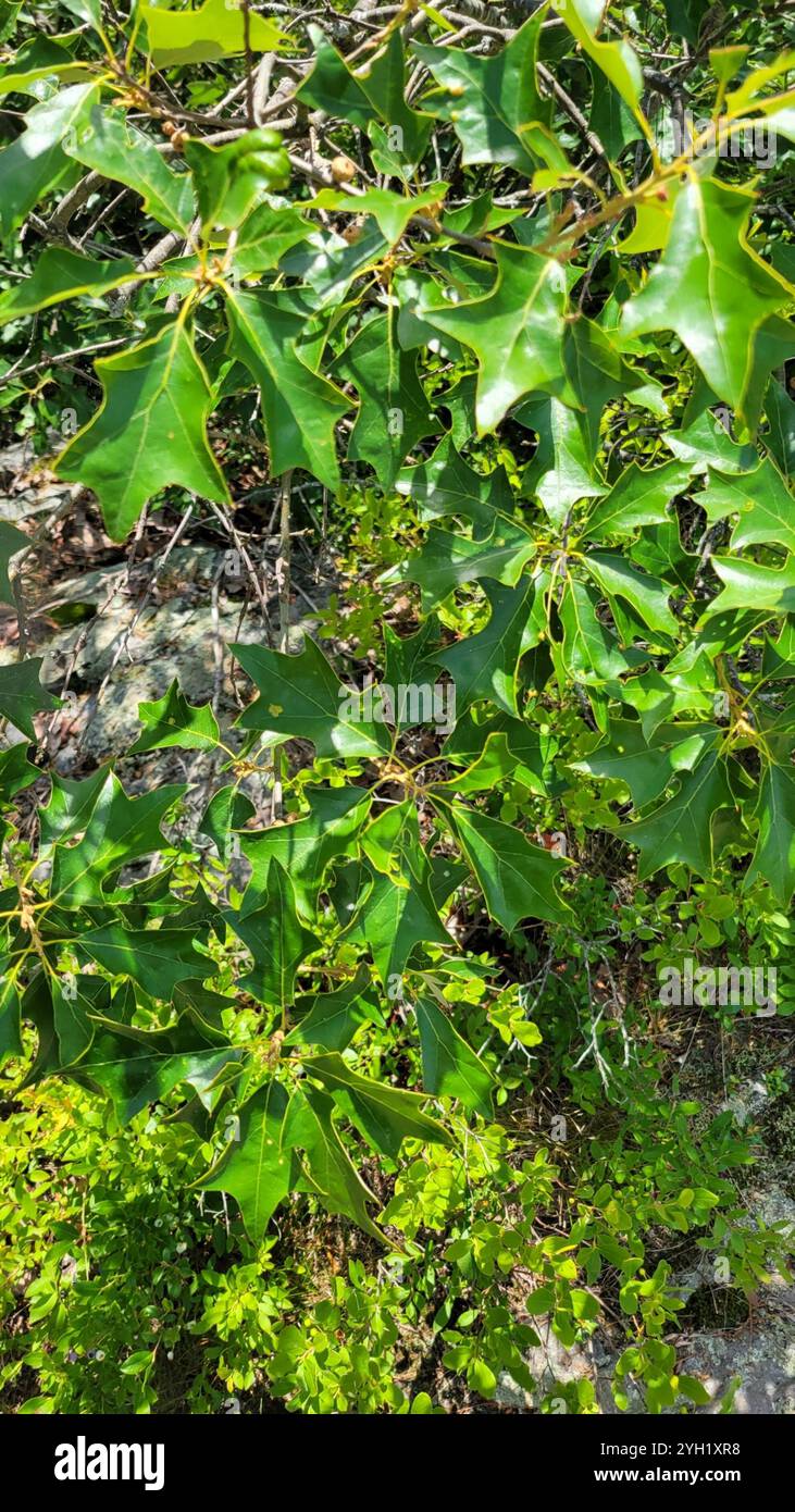bear oak (Quercus ilicifolia Stock Photo - Alamy