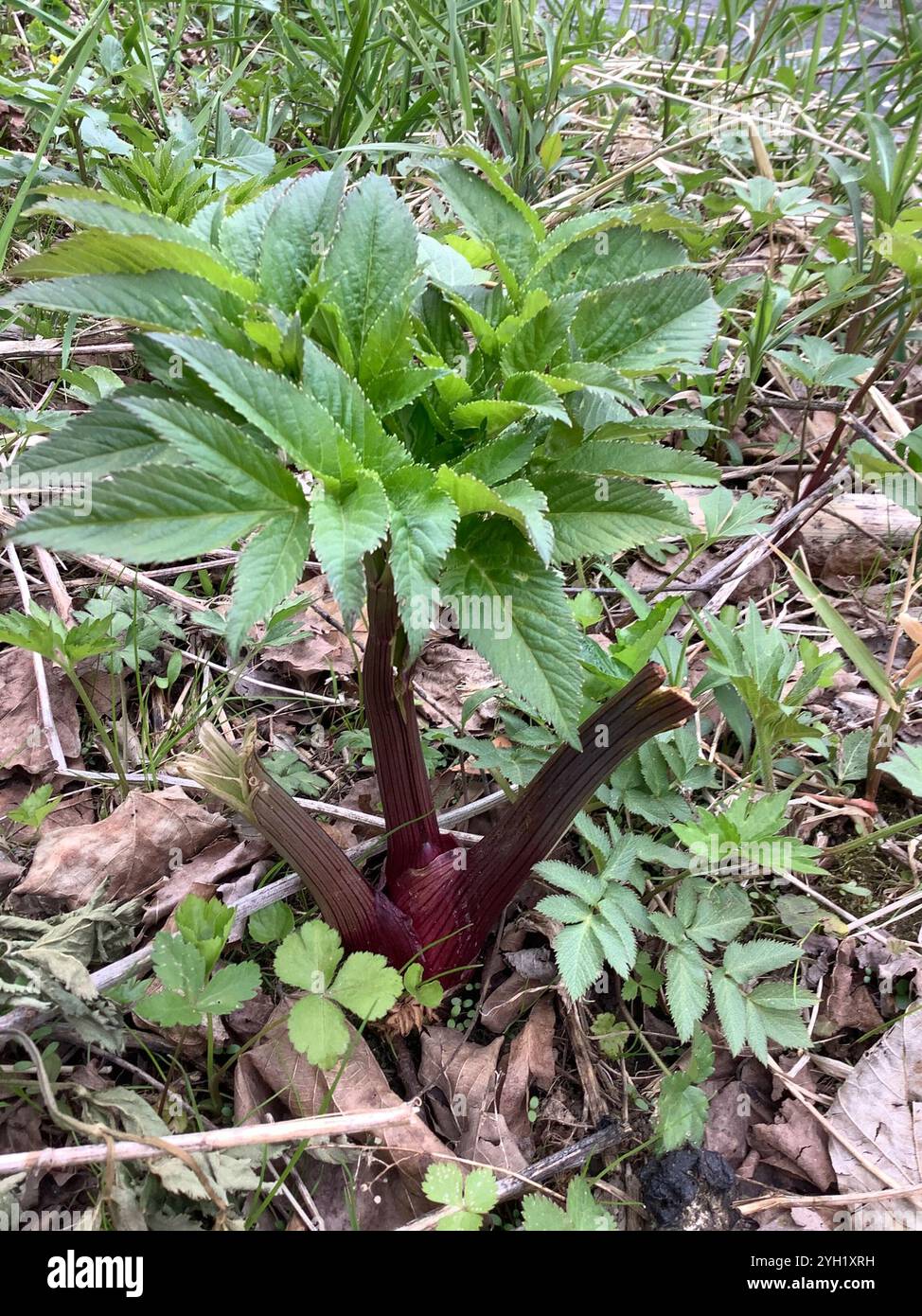 purple-stemmed angelica (Angelica atropurpurea Stock Photo - Alamy