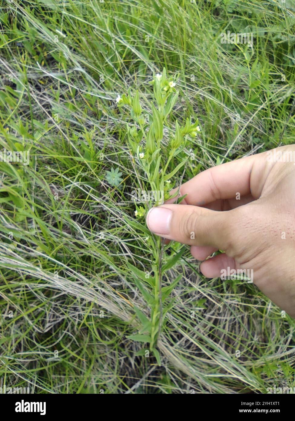 Common Gromwell (Lithospermum officinale Stock Photo - Alamy