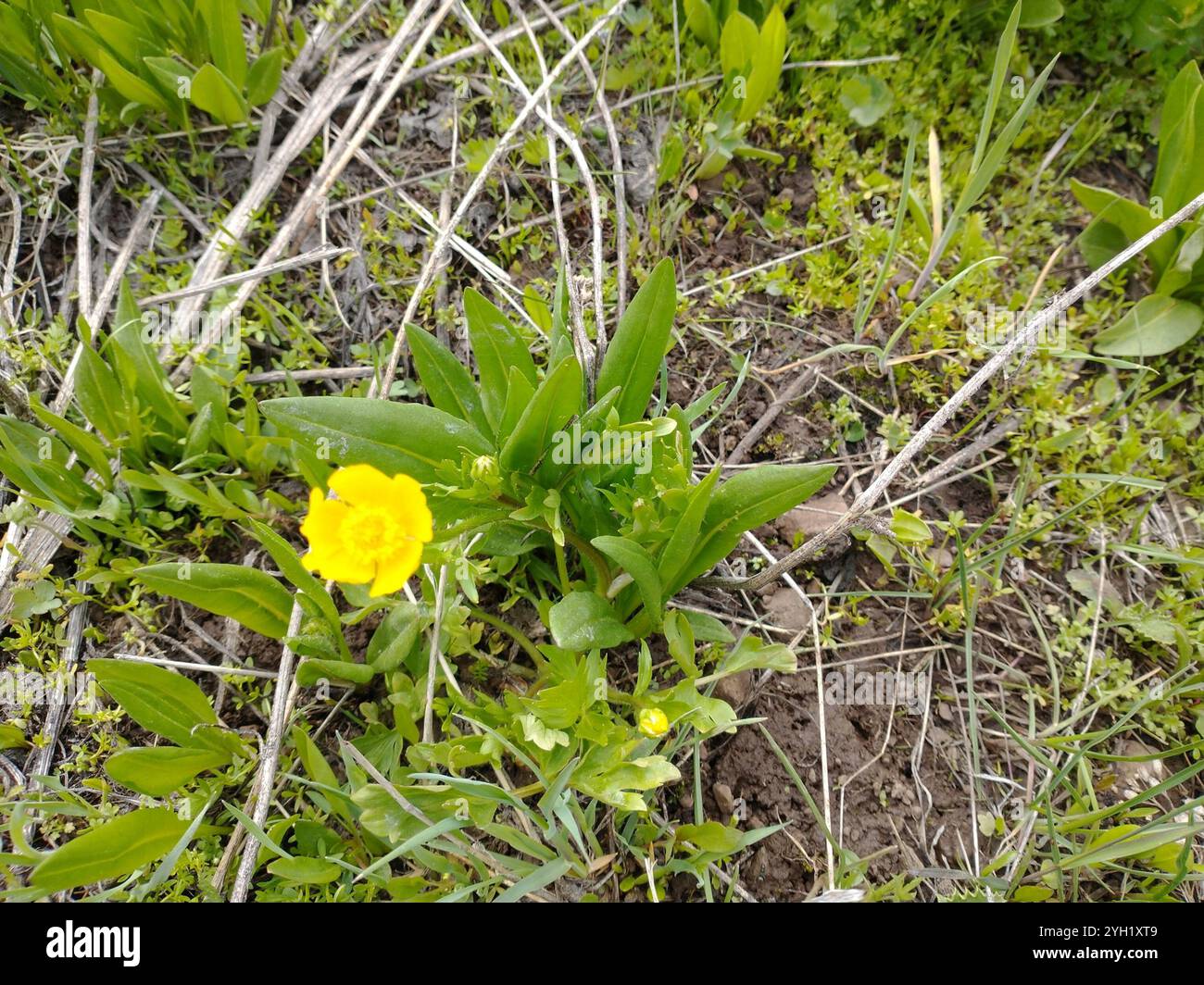 Plantainleaf Buttercup (Ranunculus alismifolius Stock Photo - Alamy