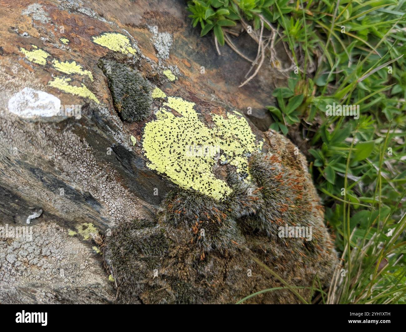 yellow map lichen (Rhizocarpon geographicum Stock Photo - Alamy