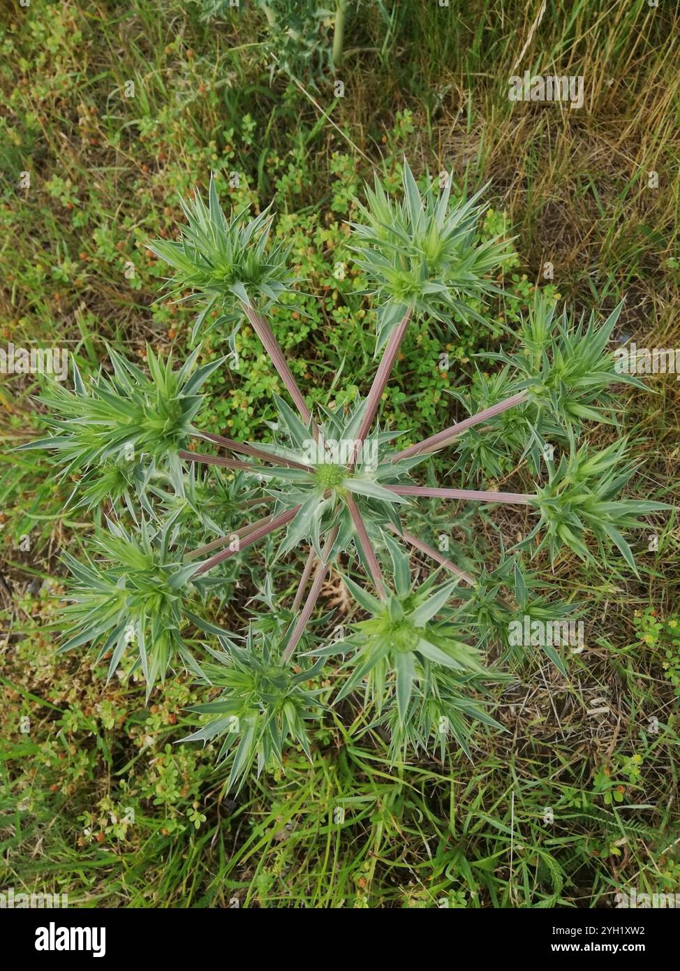 Field Eryngo (Eryngium campestre Stock Photo - Alamy