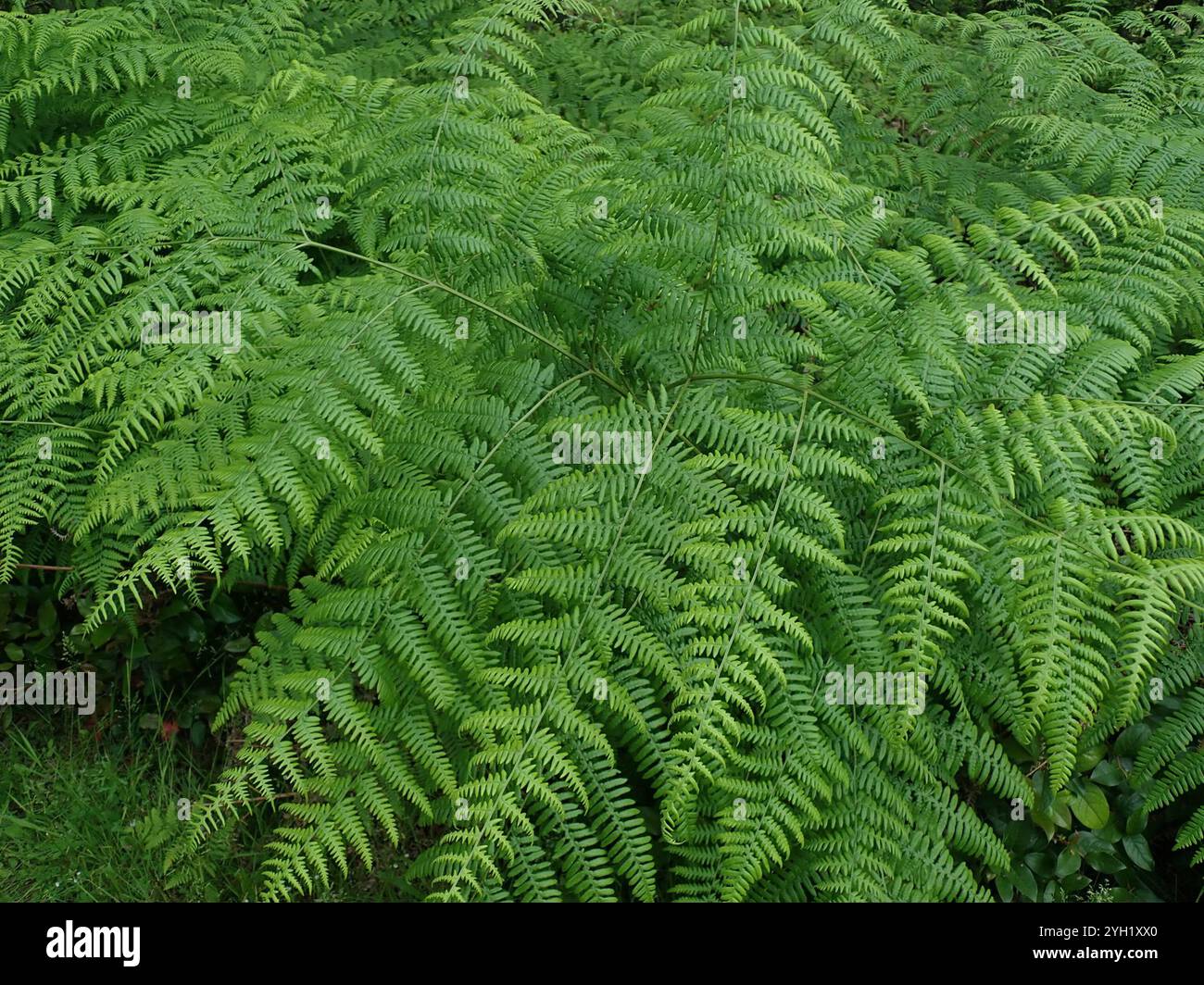 common bracken (Pteridium aquilinum Stock Photo - Alamy