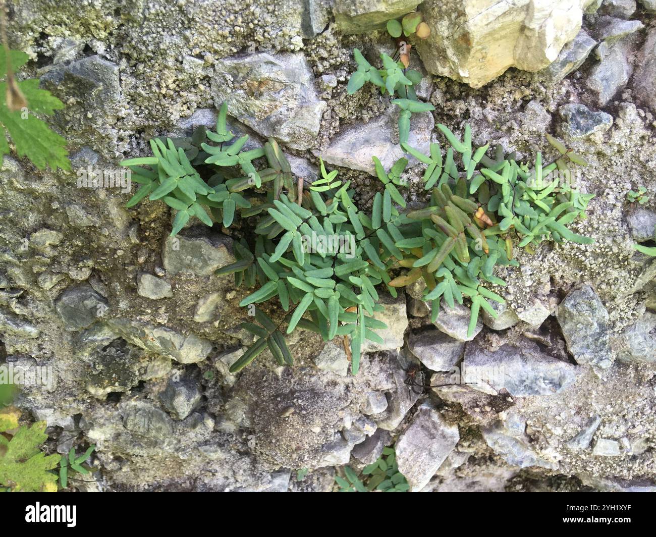 smooth cliffbrake (Pellaea glabella Stock Photo - Alamy