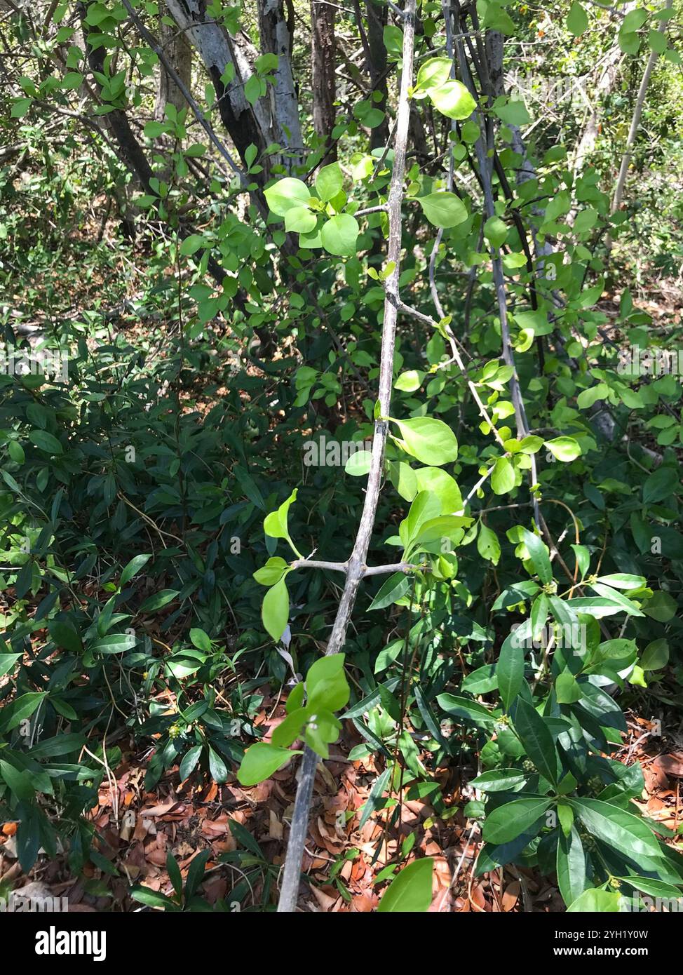 Native Bougainvillea (Pisonia aculeata Stock Photo - Alamy