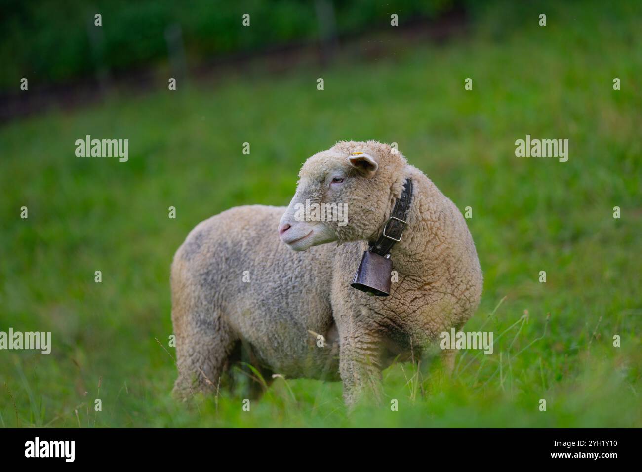 Long haired sheep with copper bell in herd on pasture. The sheep in the meadows. Sheep pasture ...